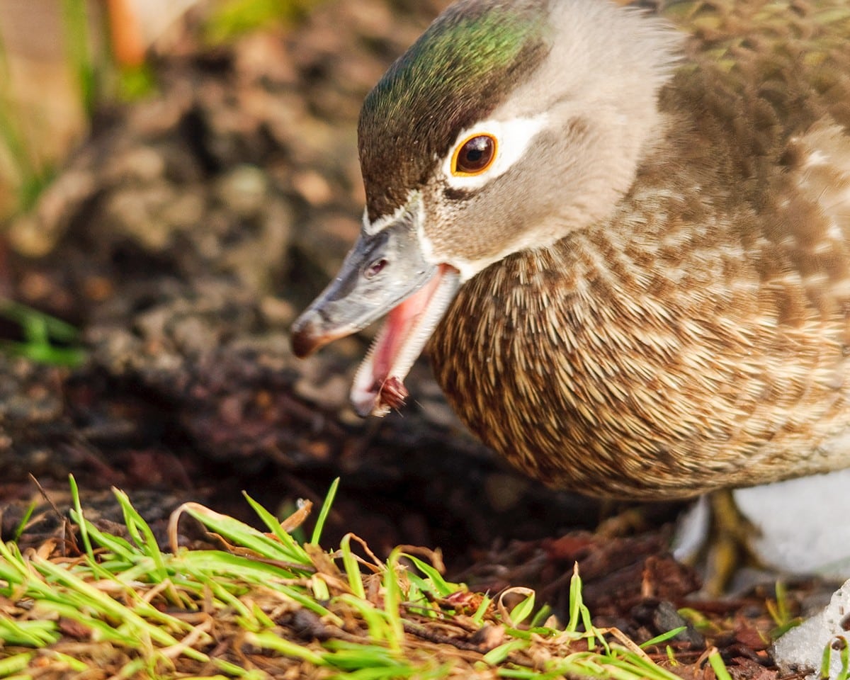 Wood Duck - Nature Manitoba | People Passionate About Nature